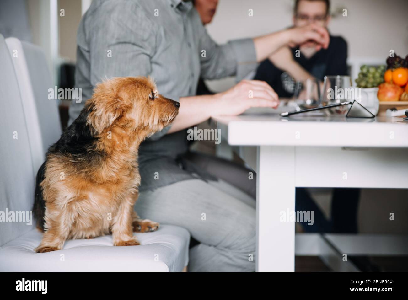 Pet dining hi-res stock photography and images - Alamy