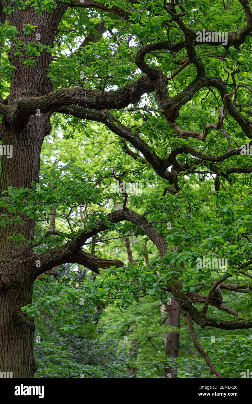 Top section of a mature Oak tree where many branches reach out and ...