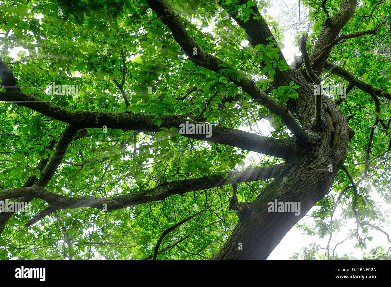 Top section of a mature Oak tree where many branches reach out and ...