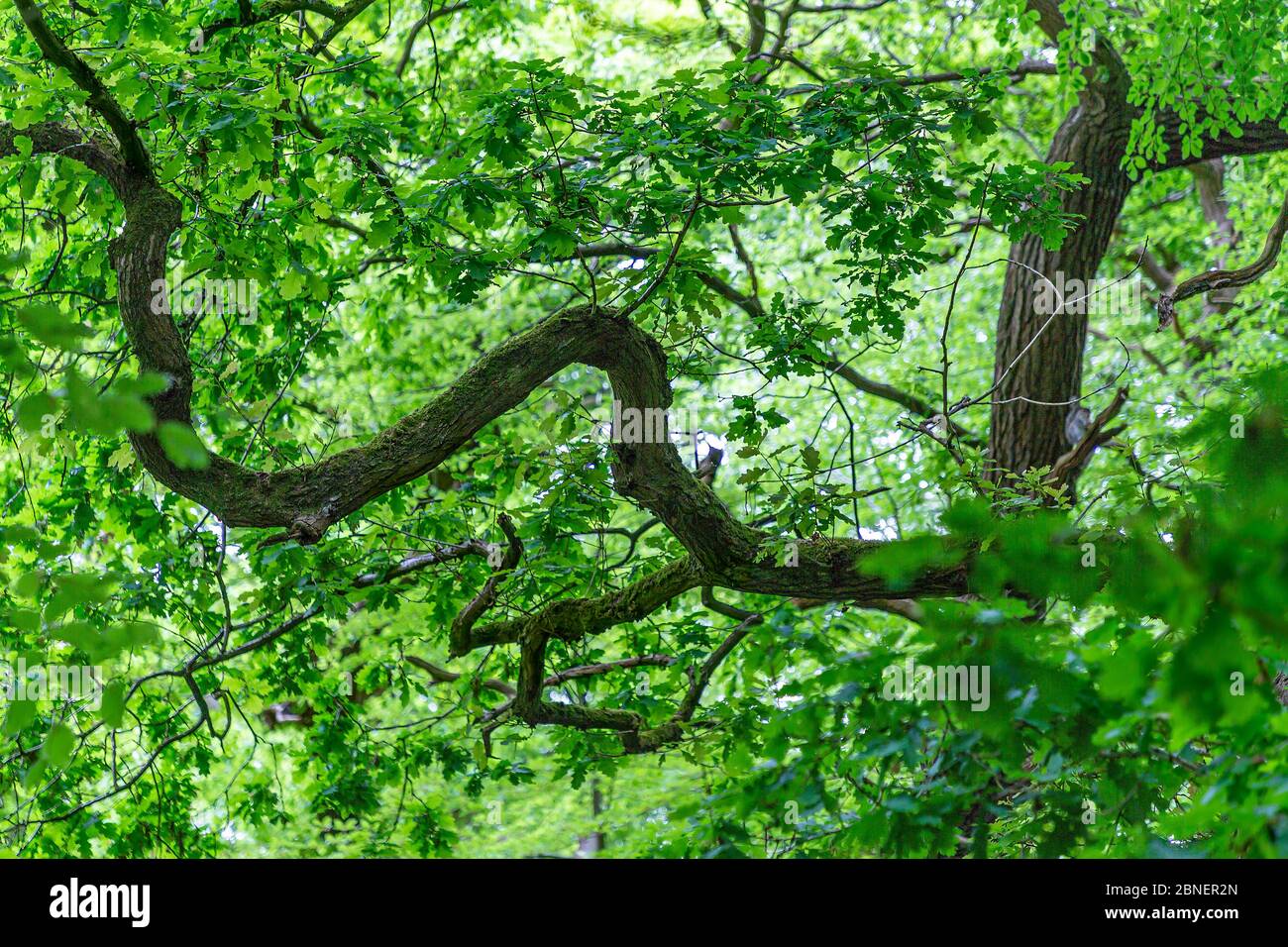 Top section of a mature Oak tree where many branches reach out and ...