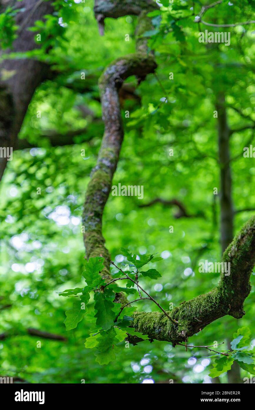 Top section of a mature Oak tree where many branches reach out and ...