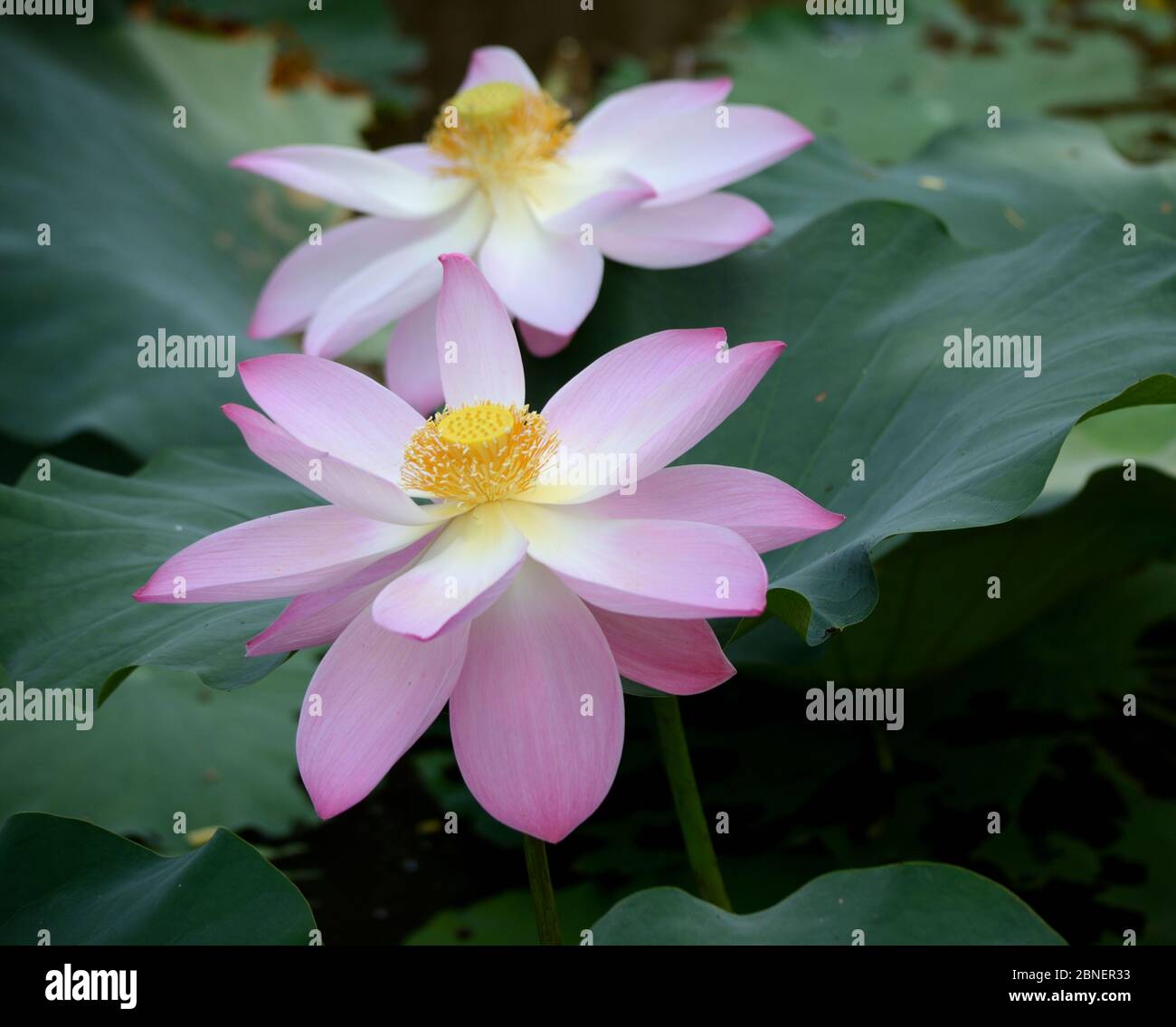 Water Lotus Flower Stock Photo - Alamy