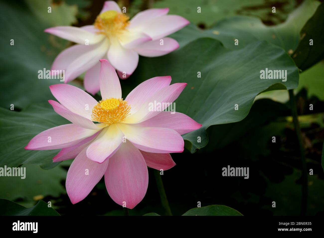 Water Lotus Flower Stock Photo - Alamy
