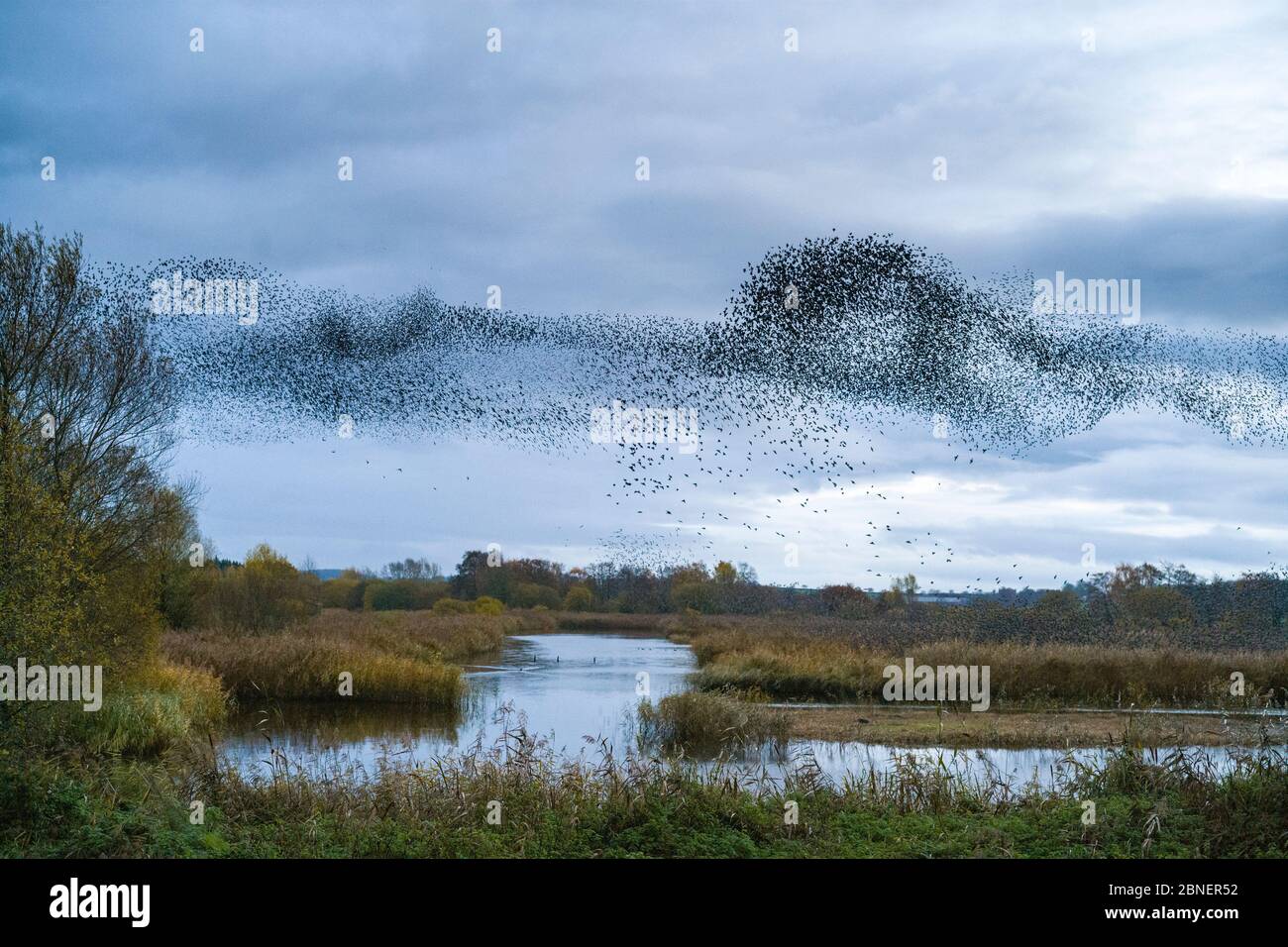 Murmuration of Starlings - Sturnus vulgaris. Thousands of birds form ...