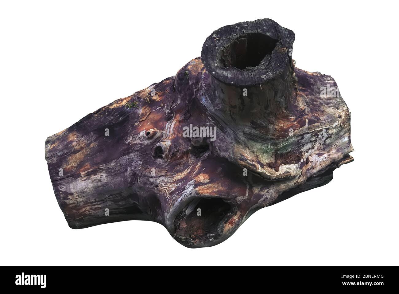 Closeup tree bark yellow Cut Out Stock Images & Pictures - Alamy