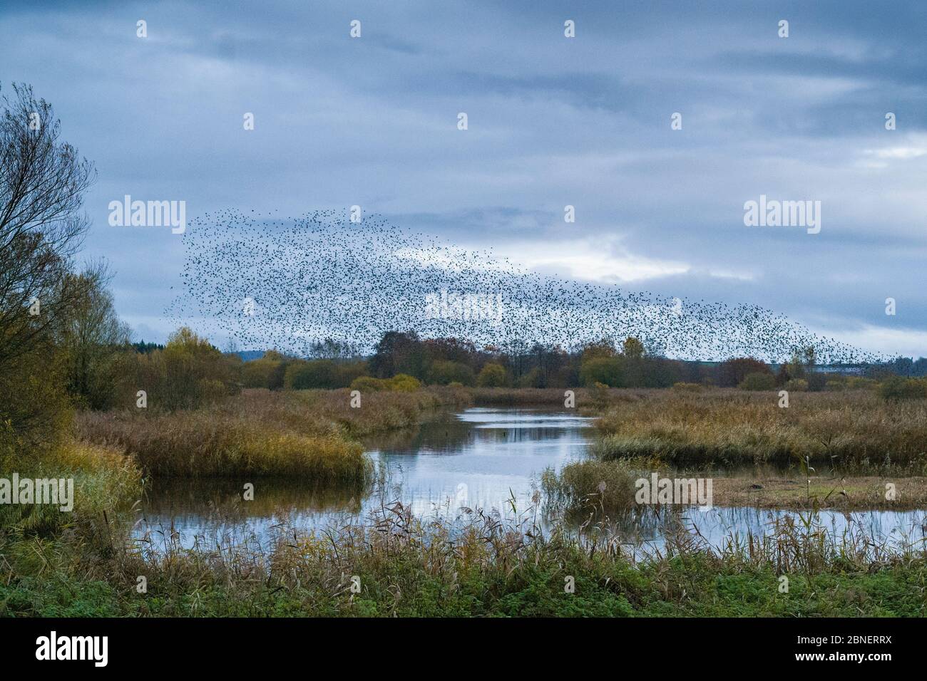 Murmuration of Starlings - Sturnus vulgaris. Thousands of birds form ...
