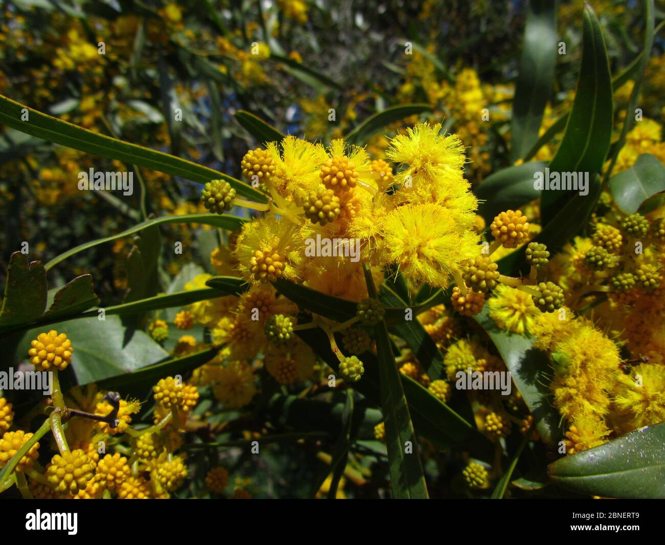 Blooming acacia thorn tree hi-res stock photography and images - Alamy