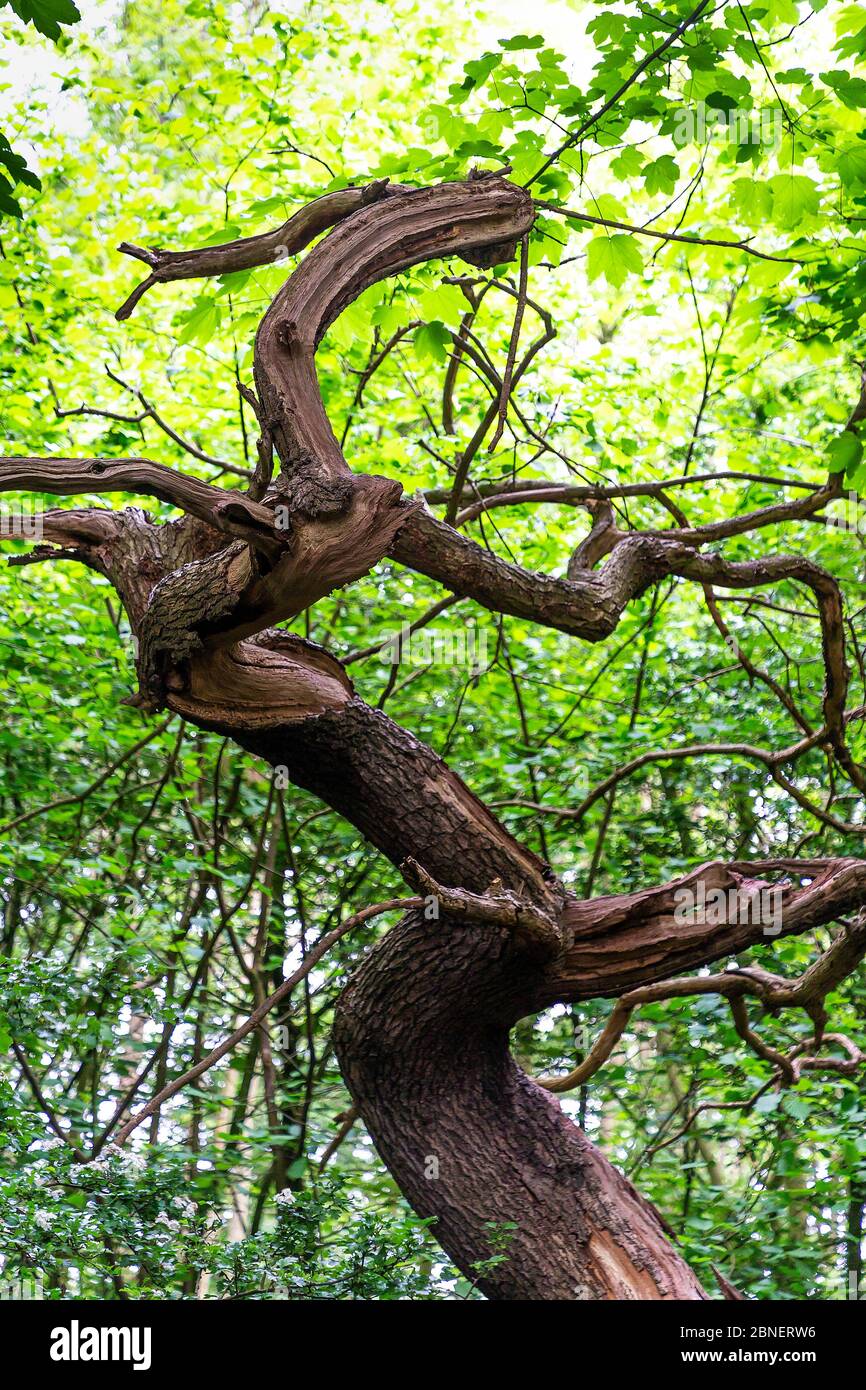 Top section of a mature Oak tree where many branches reach out and ...