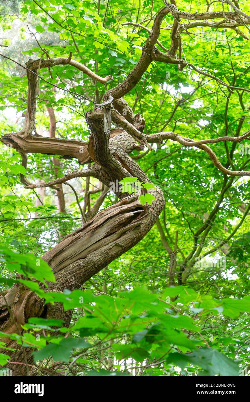 Top section of a mature Oak tree where many branches reach out and ...