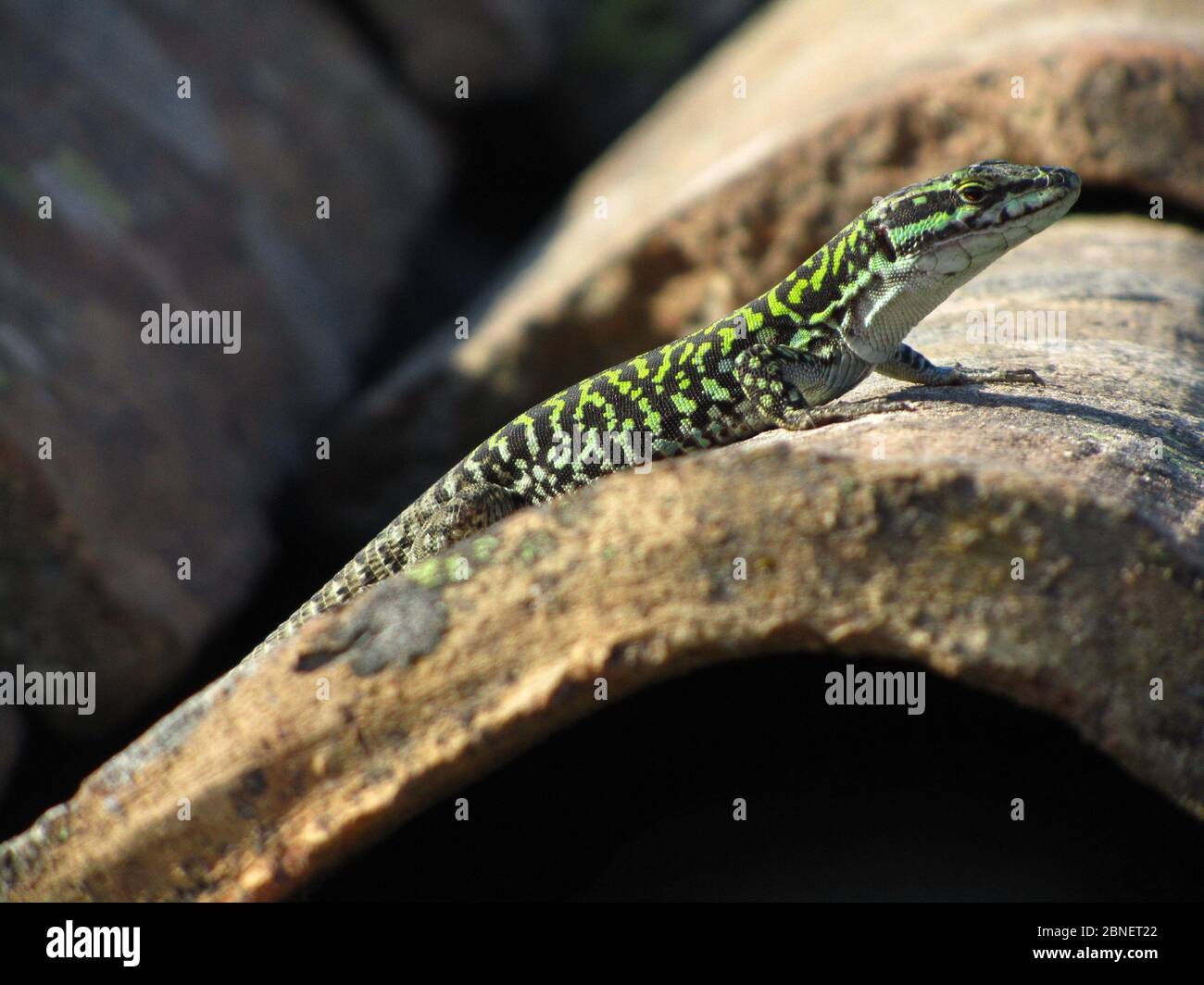 Beautiful closeup of a green Sicilian Wall Lizard on a rock Stock Photo ...