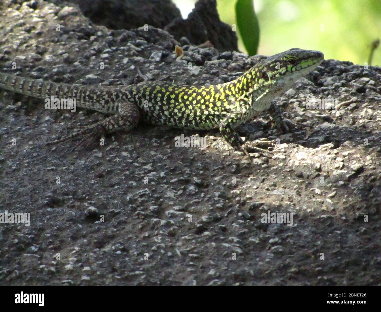 Sicilian lizard hi-res stock photography and images - Alamy
