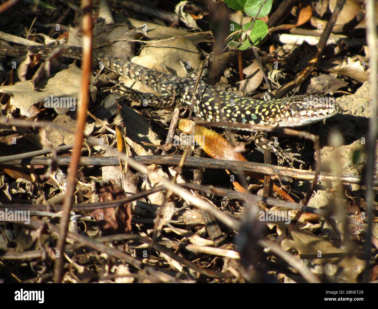 Beautiful closeup of a Sicilian Wall Lizard on branches Stock Photo - Alamy