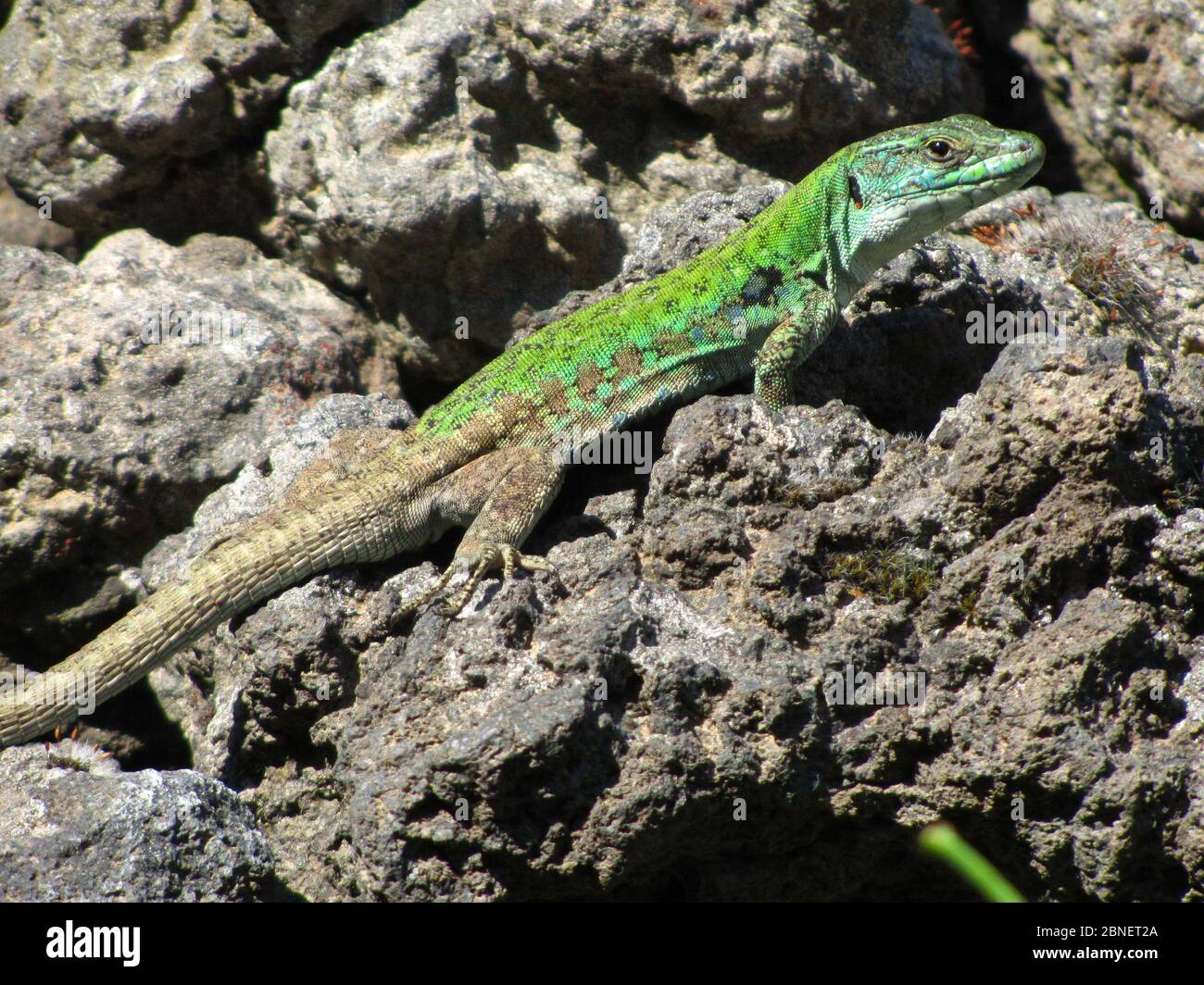 Beautiful closeup of a green Sicilian Wall Lizard on a rocky cliff ...
