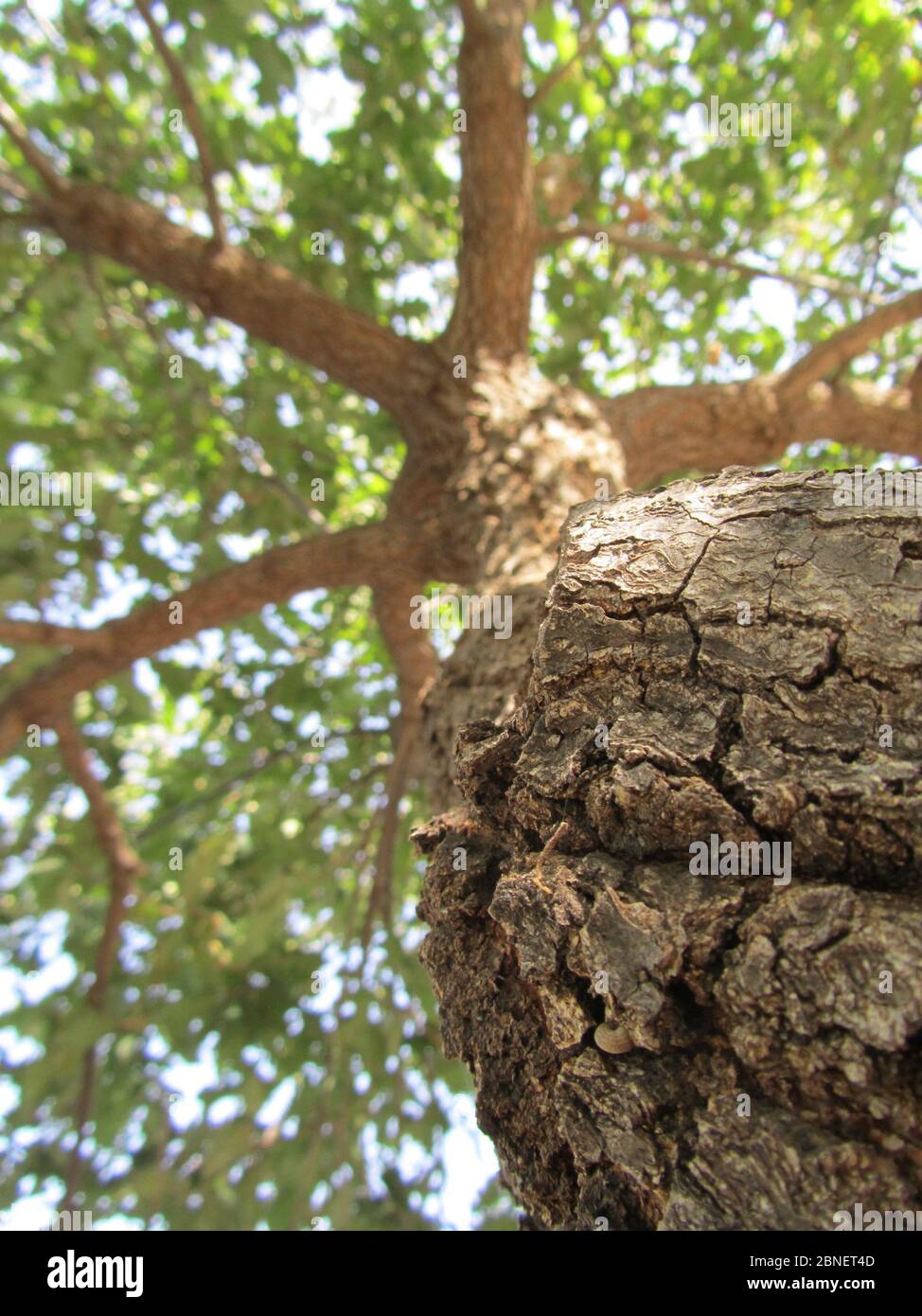 Low angle shot of a tree trunk under the sunlight Stock Photo - Alamy