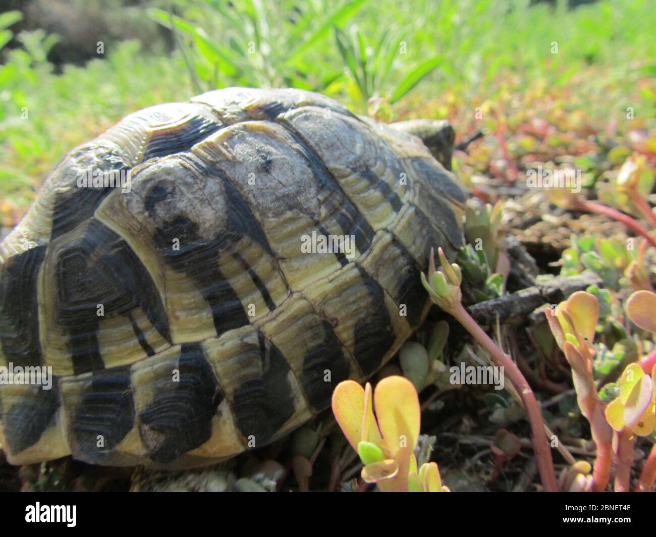 Beautiful closeup of a Wild Hermann's tortoise on volcanic soil and ...