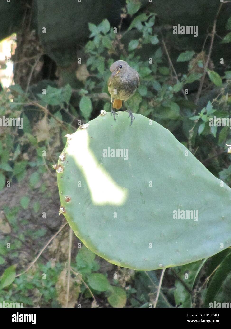 Pear picture hi-res stock photography and images - Alamy