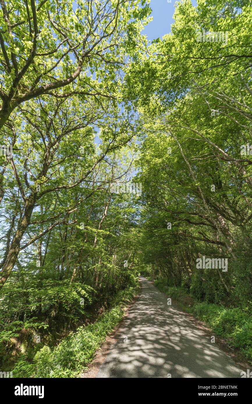 Overhead deciduous canopy of tree-lined country road in Summer sun. A ...