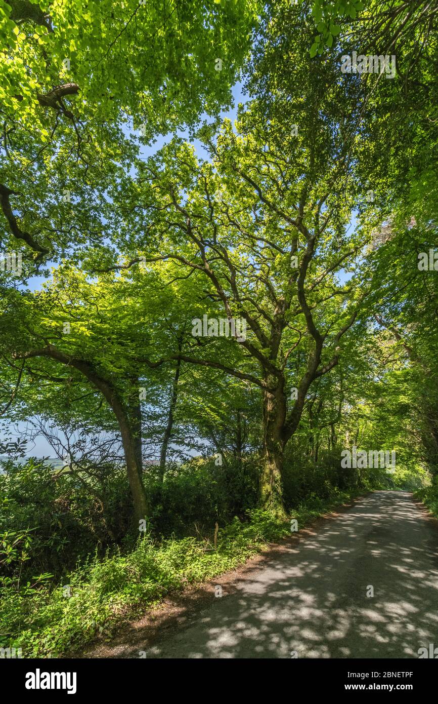Oak tree beech tree canopy hi-res stock photography and images - Alamy