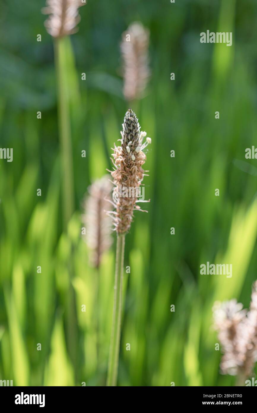 Flowering Ribwort / Plantago lanceolata, Ribwort flowers growing in ...