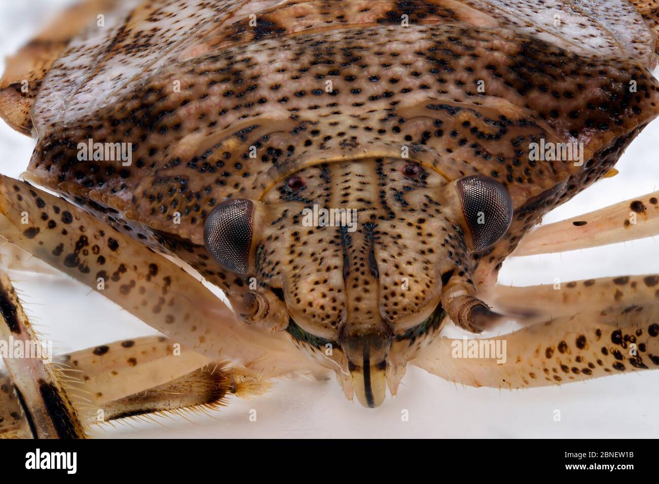 Shield bug at their natural habitat hi-res stock photography and images ...