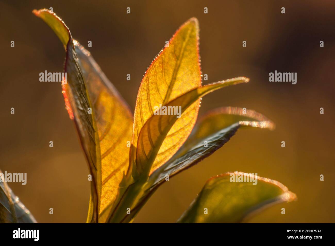 Young small leaves hi-res stock photography and images - Alamy