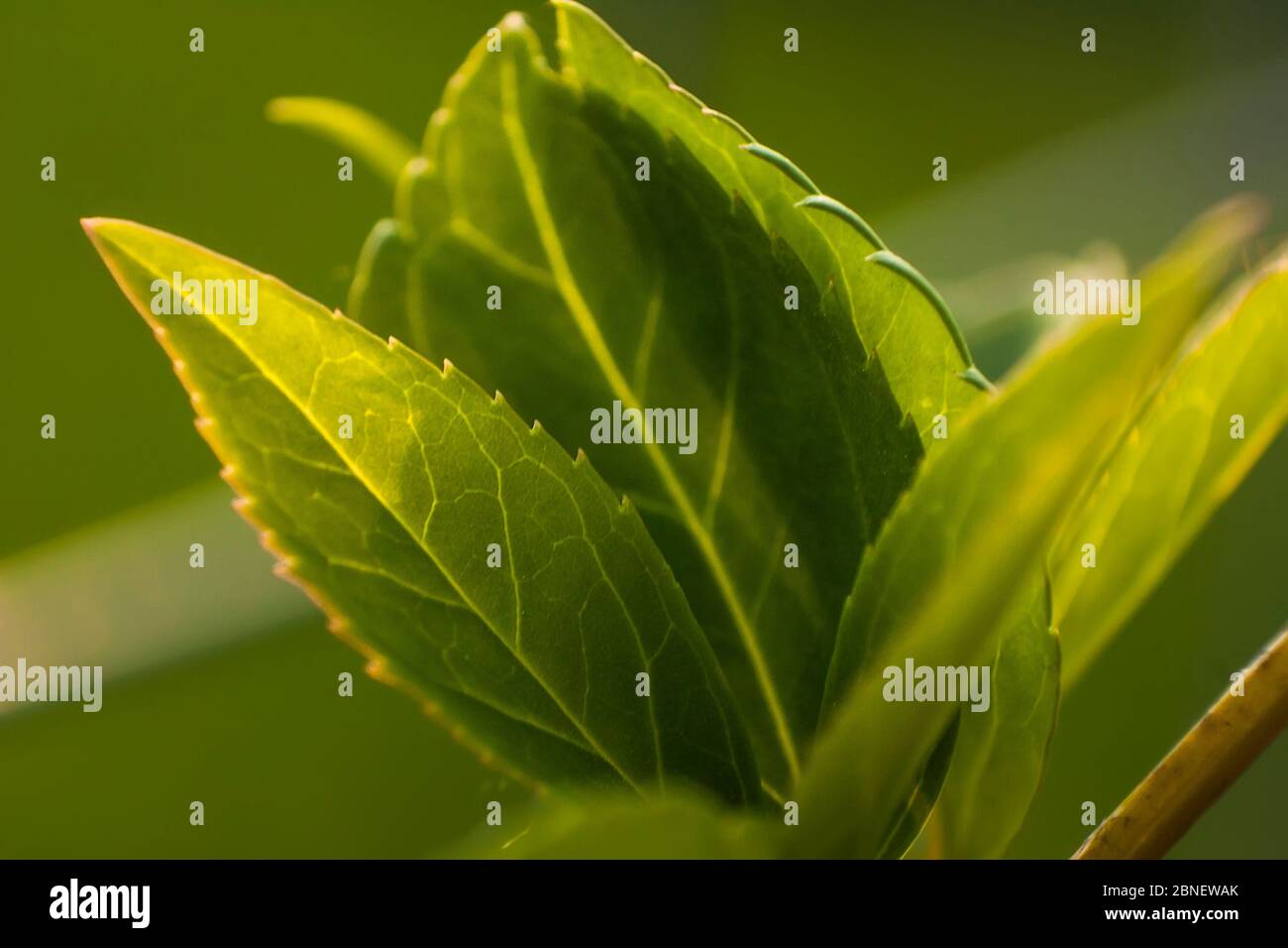 Serrated leaf hi-res stock photography and images - Alamy