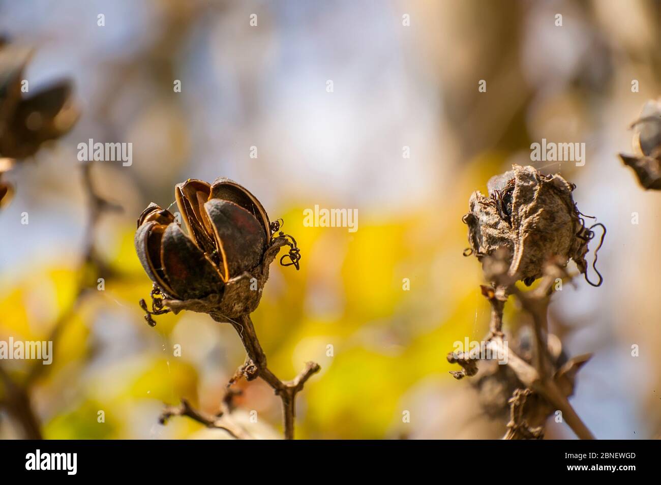 Typical of a flowering tree that grows in the Italian plains Stock ...