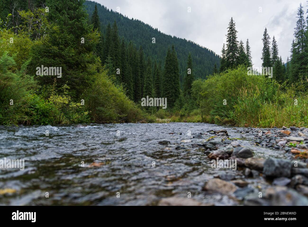A small river in the forest in summer Stock Photo - Alamy