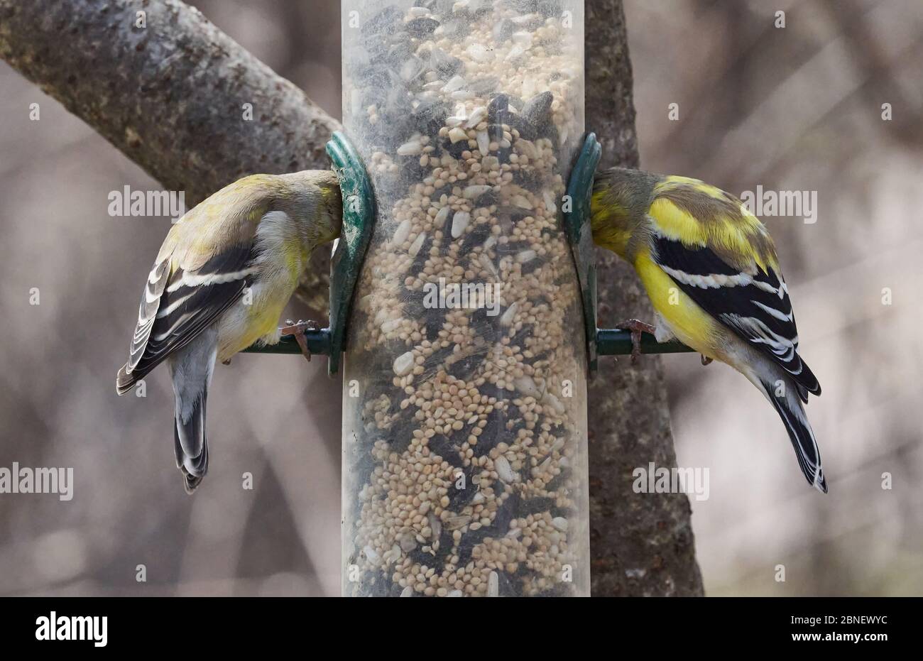 American goldfinch birds feeding hi-res stock photography and images ...