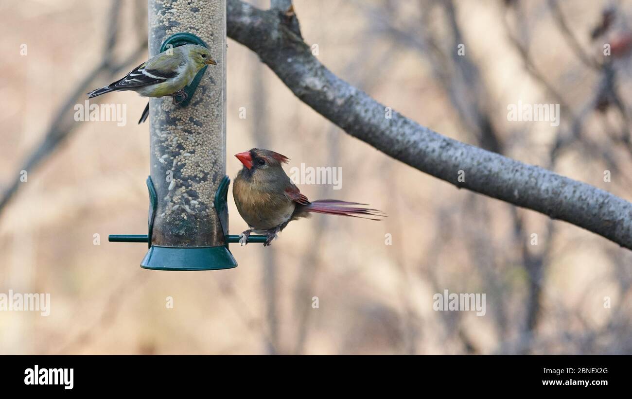 Two birds chilling hi-res stock photography and images - Alamy