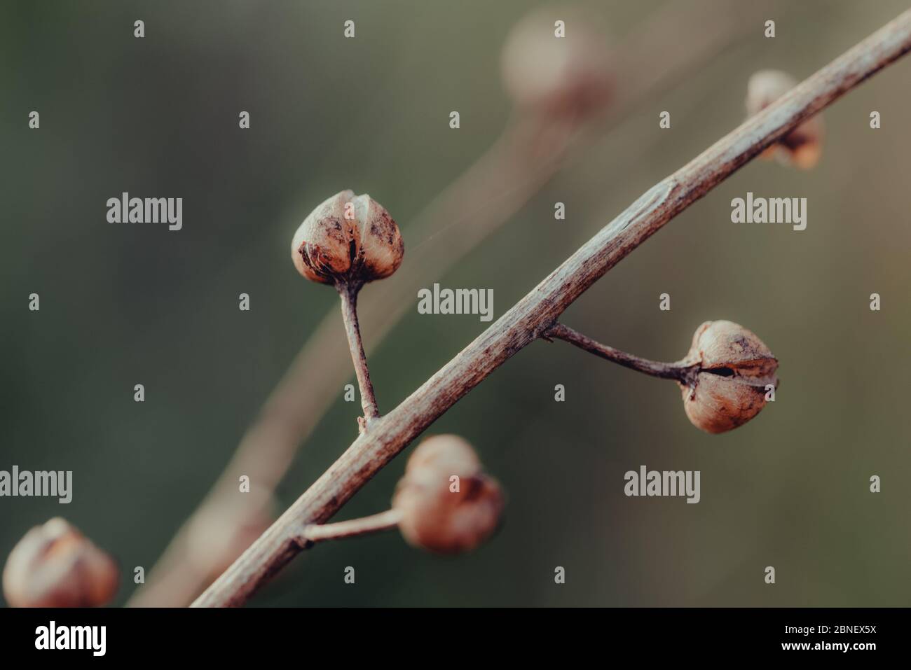 Dry stick house hi-res stock photography and images - Alamy