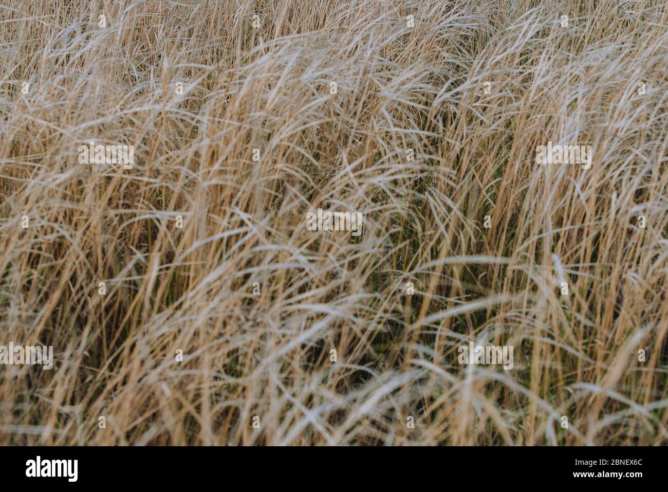 Texture of the field of dry grass Stock Photo - Alamy