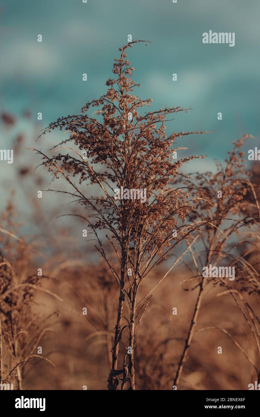 Brown plants hi-res stock photography and images - Alamy