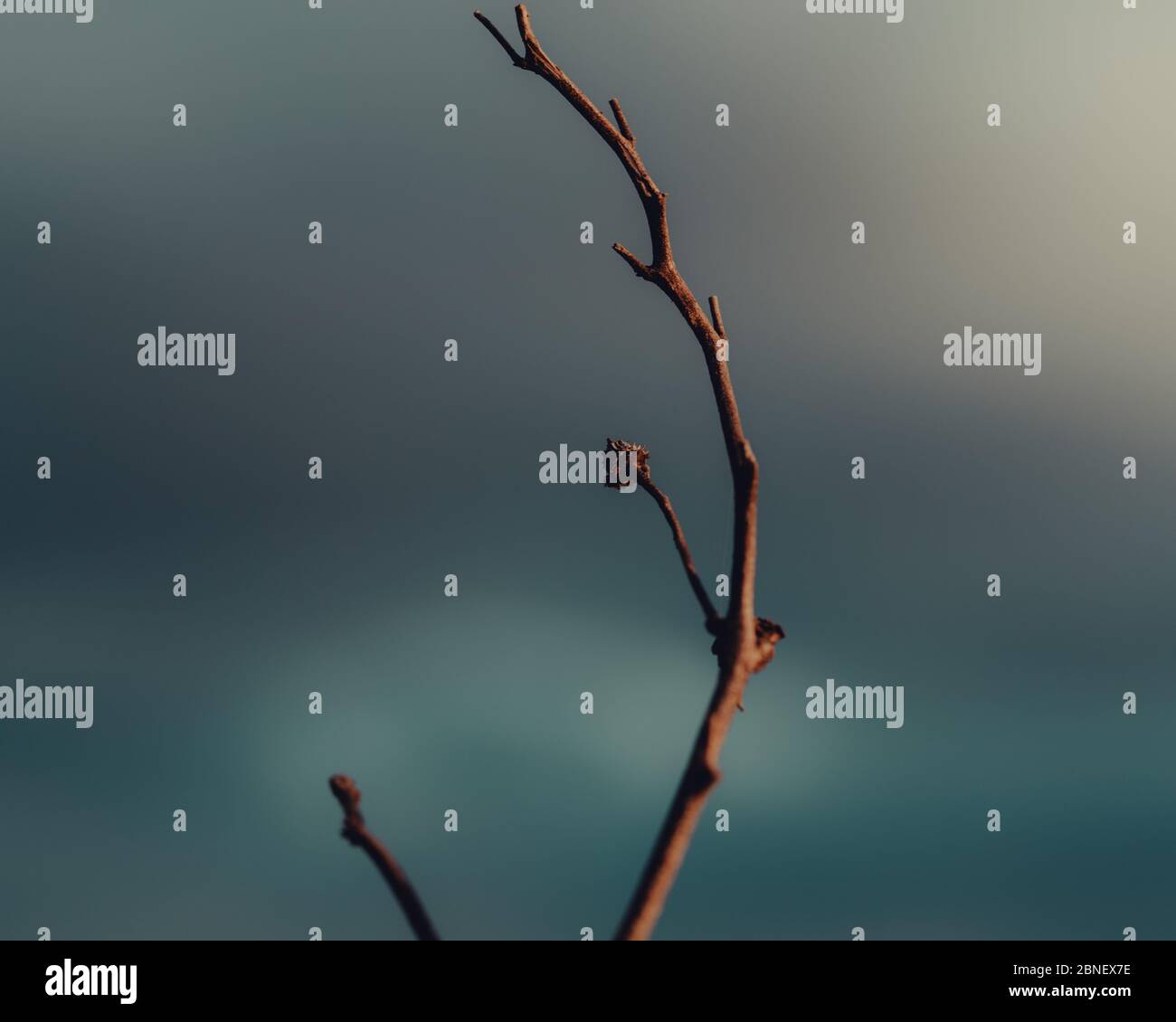 Abstract dry stick on the sky background Stock Photo - Alamy