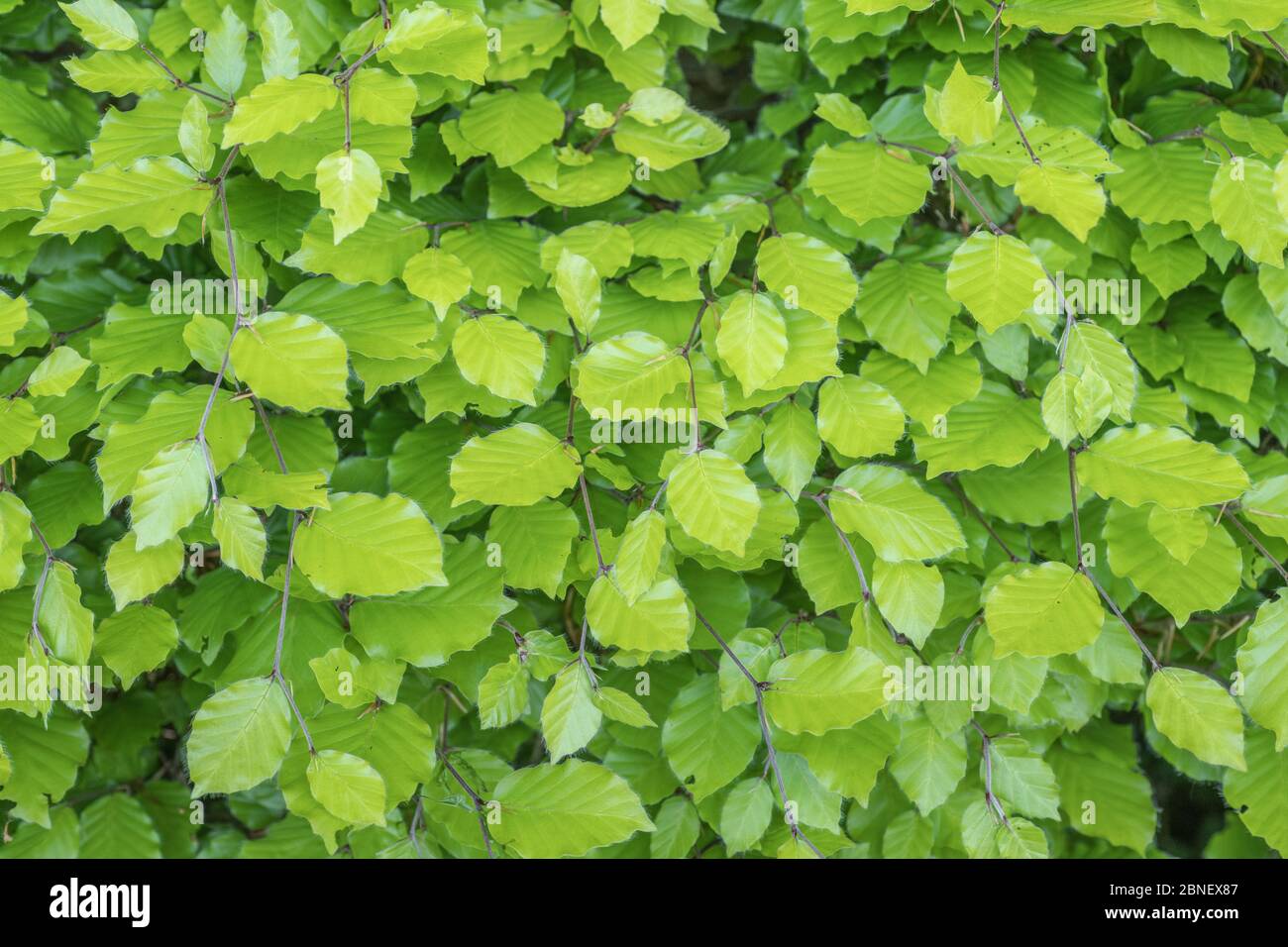 Beech Tree Leaves Edible