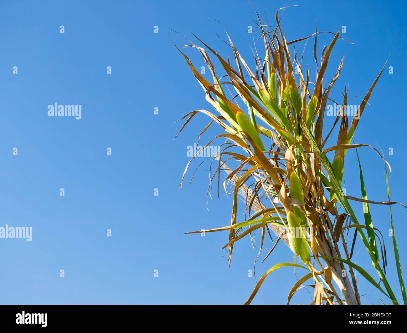 Corn reed against deep blue sky background Stock Photo - Alamy