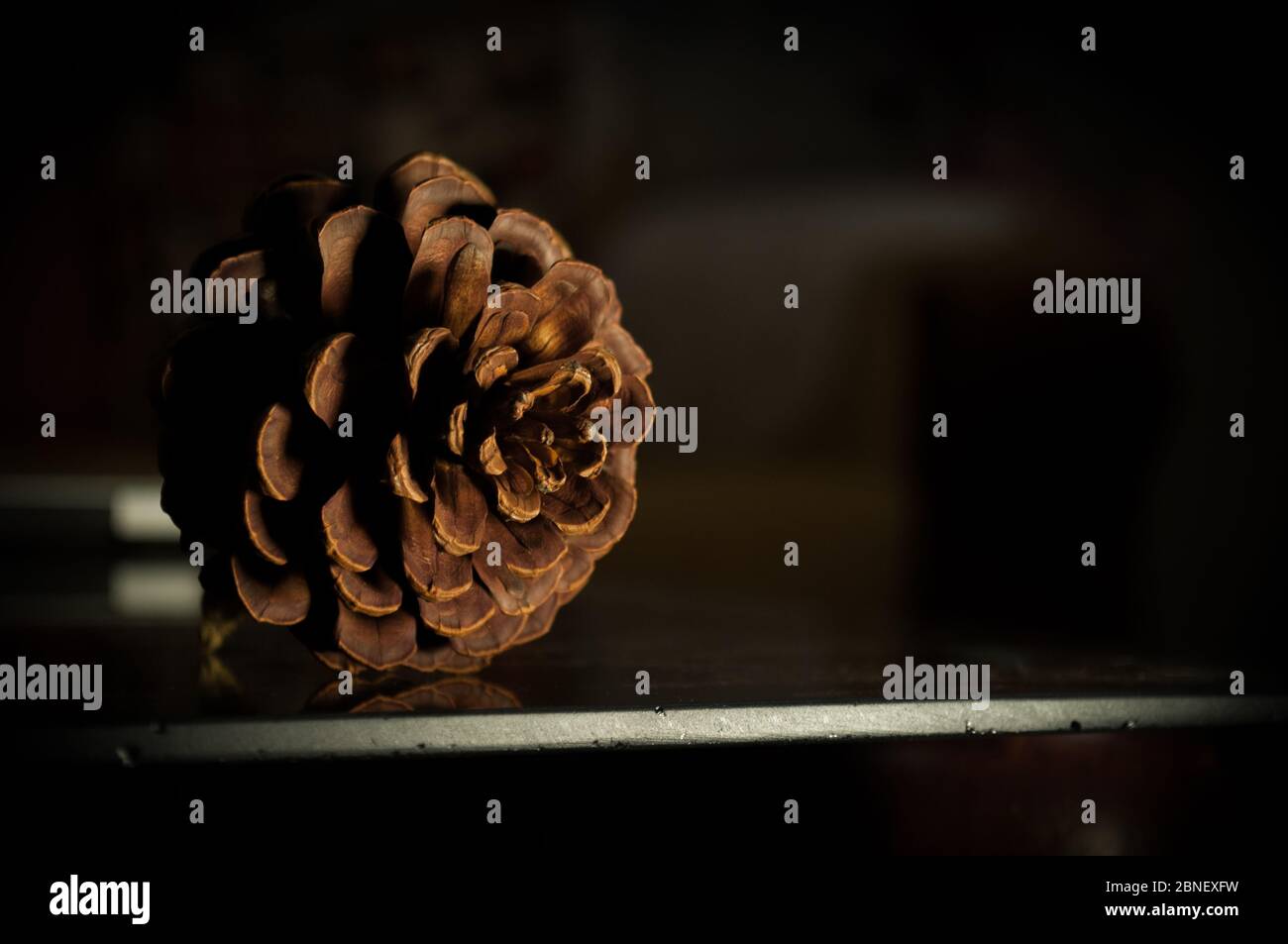 African pine tree hi-res stock photography and images - Alamy