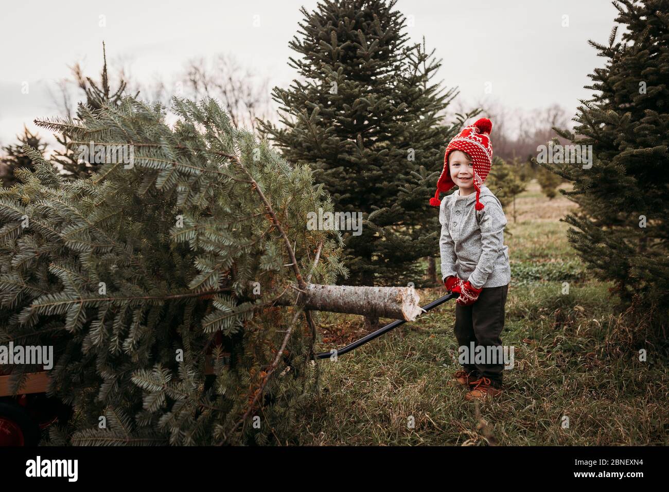 Boy pulling Christmas tree on wagon at tree farm Stock Photo - Alamy