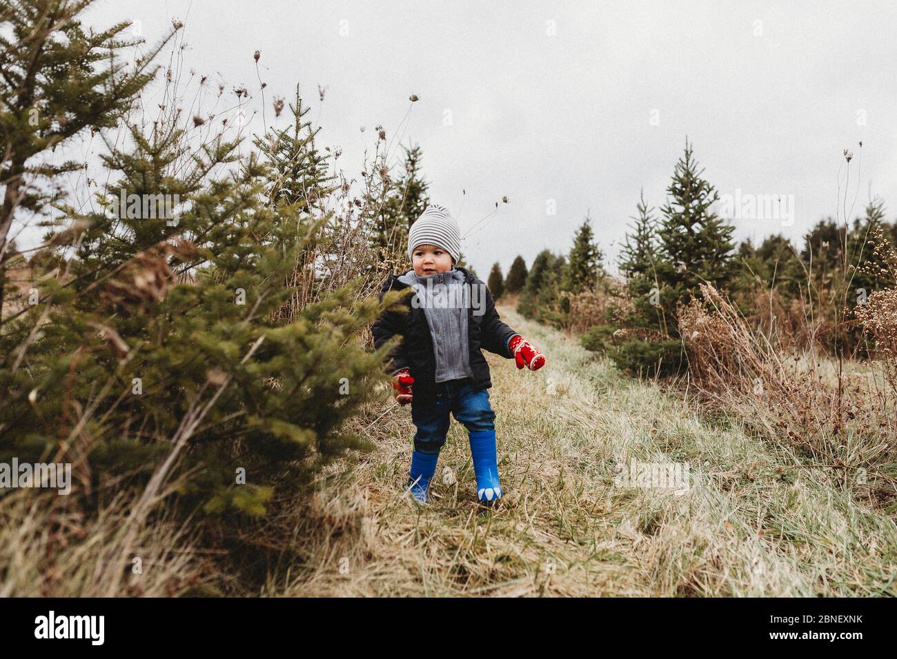 Tree hunt hi-res stock photography and images - Alamy