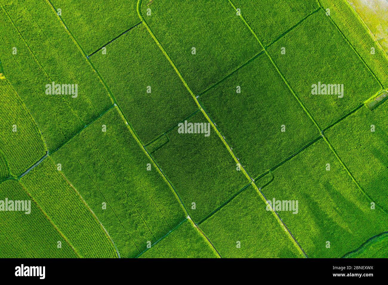 Rice terrace from drone. Top view. Nature background of rice field ...