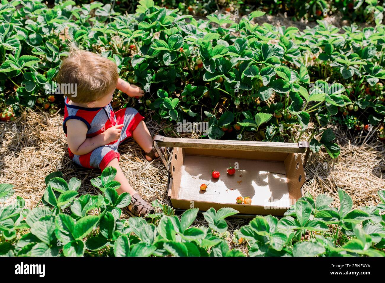 Child filling bucket hi-res stock photography and images - Alamy