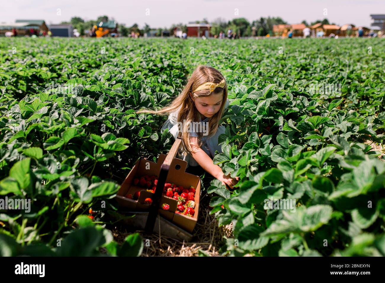 Girl sitting in strawberry field picking berries with a full bucket ...