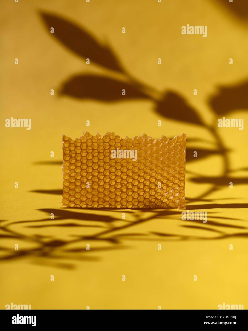 plaster of beeswax on yellow background with shadows of flowers Stock ...