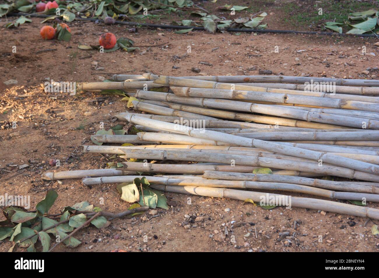 Image of some reeds used in agriculture as layers for the branches of ...