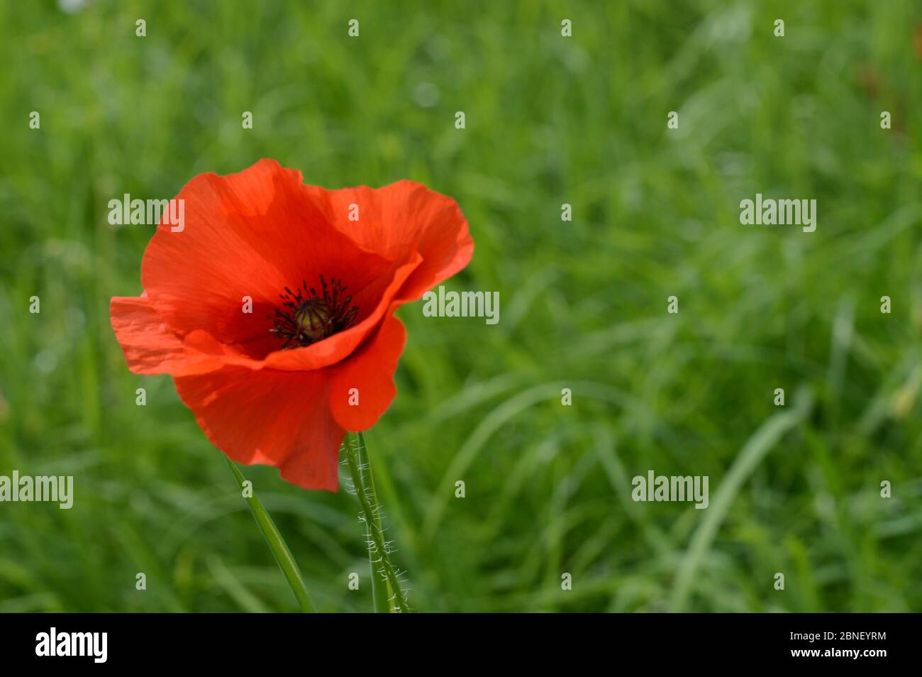 Wearing the red remembrance poppy hi-res stock photography and images ...