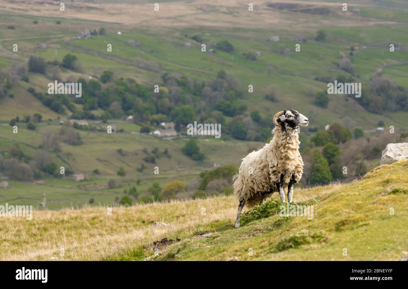 Swaledale ewe and lamb hi-res stock photography and images - Alamy