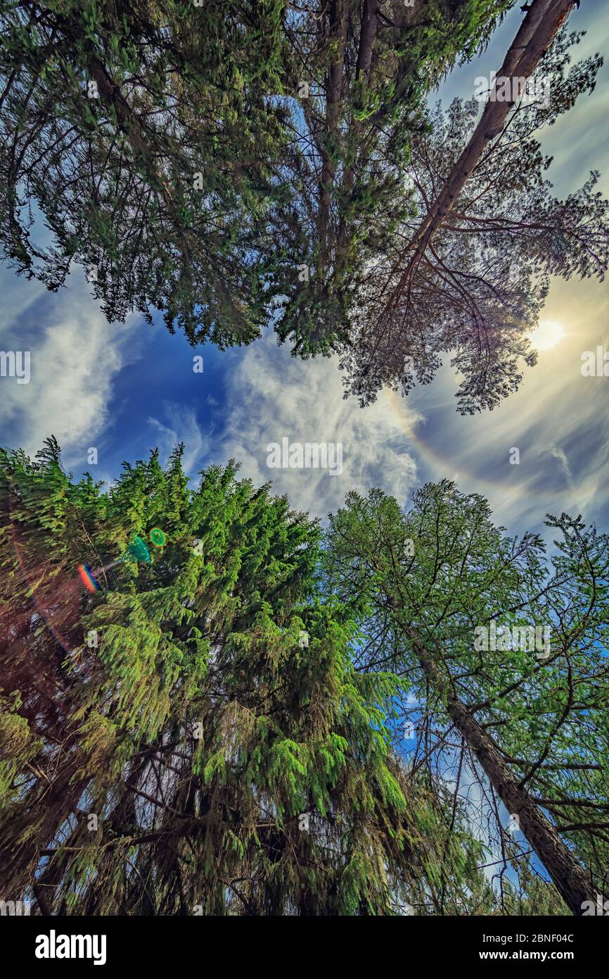 Canopy Of Tall Pine Trees. Upper Branches Of Woods In Forest Low Angle ...