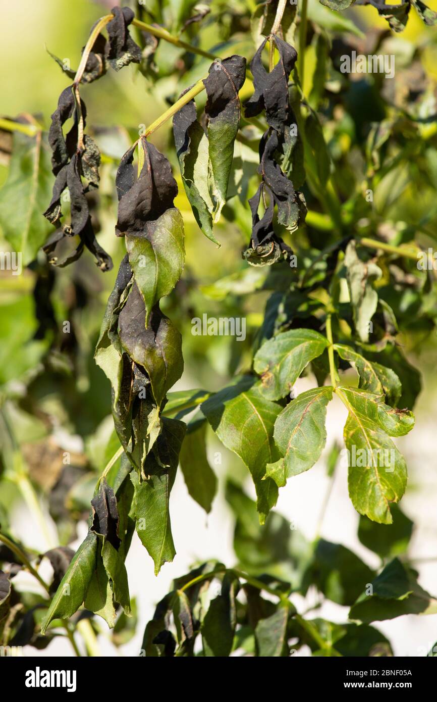Foliage fungal fungus hi-res stock photography and images - Alamy Foliage fungal fungus hi-res stock photography and images - Alamy