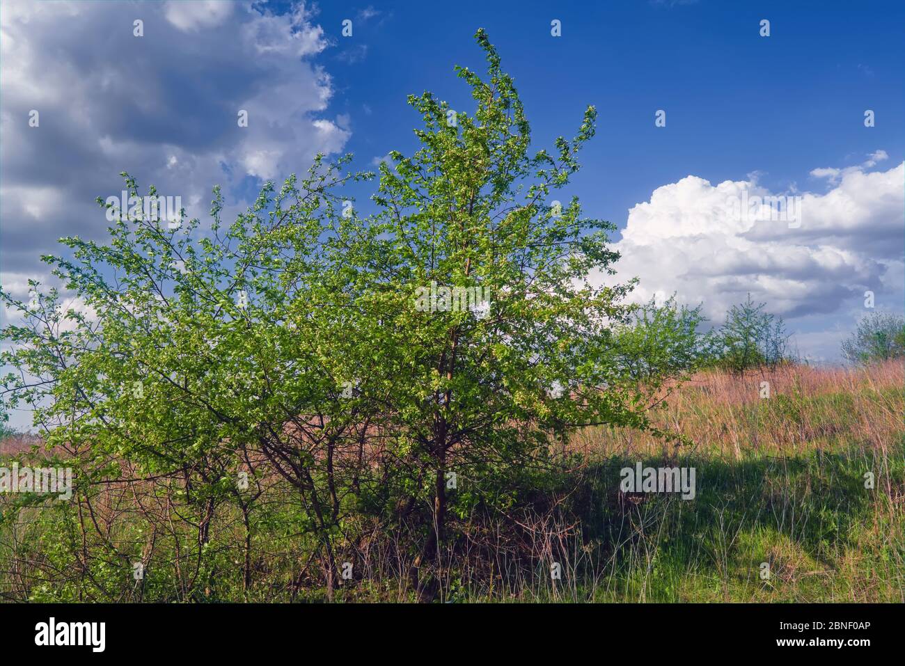 Landscape early spring trees with open leaves against the sky and ...