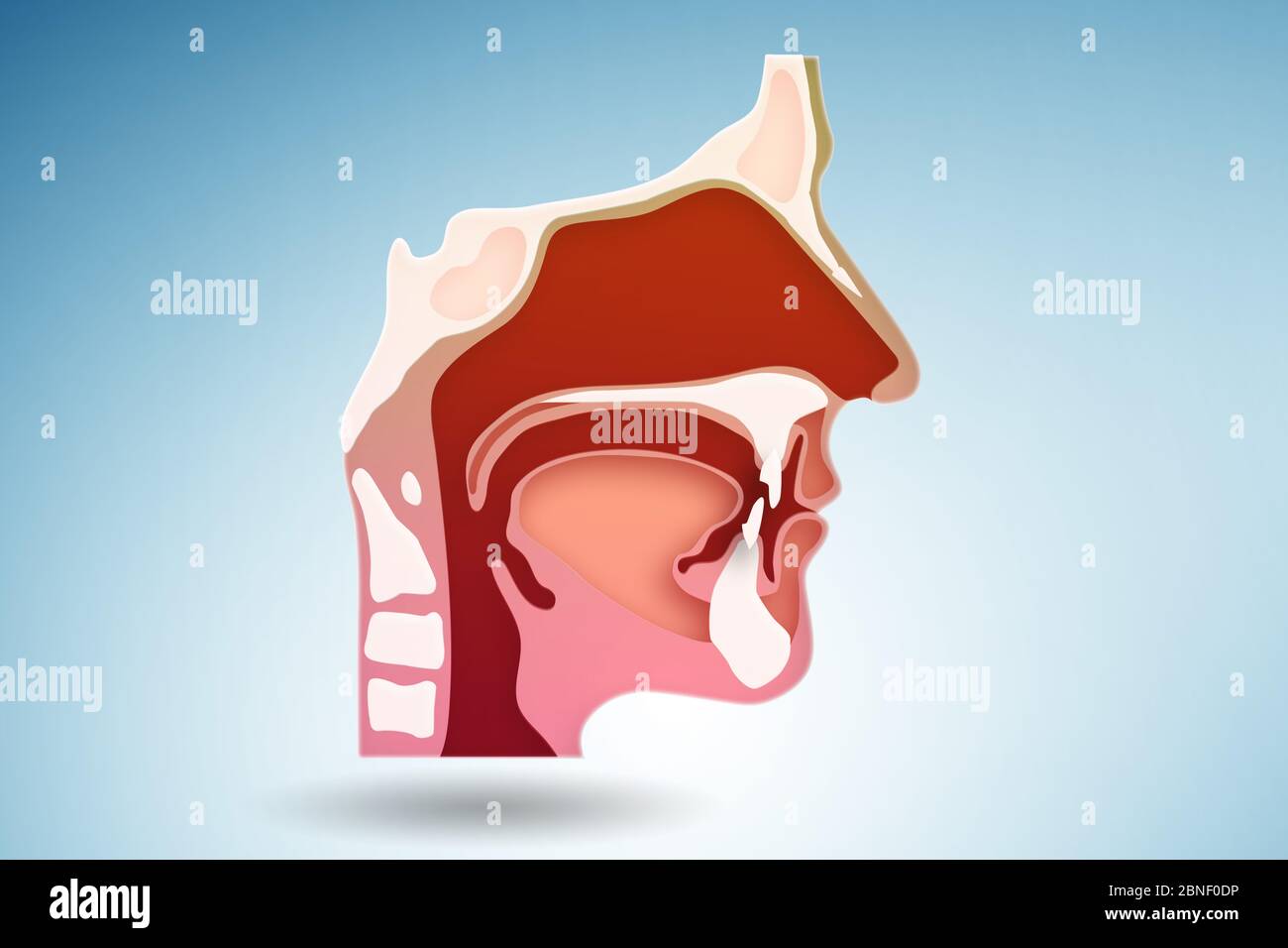 Illustration of the human head with various organs Stock Photo - Alamy